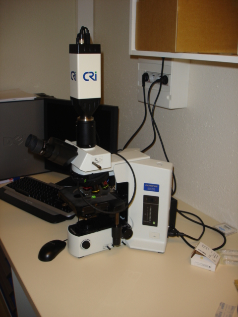 Polarized microscopy