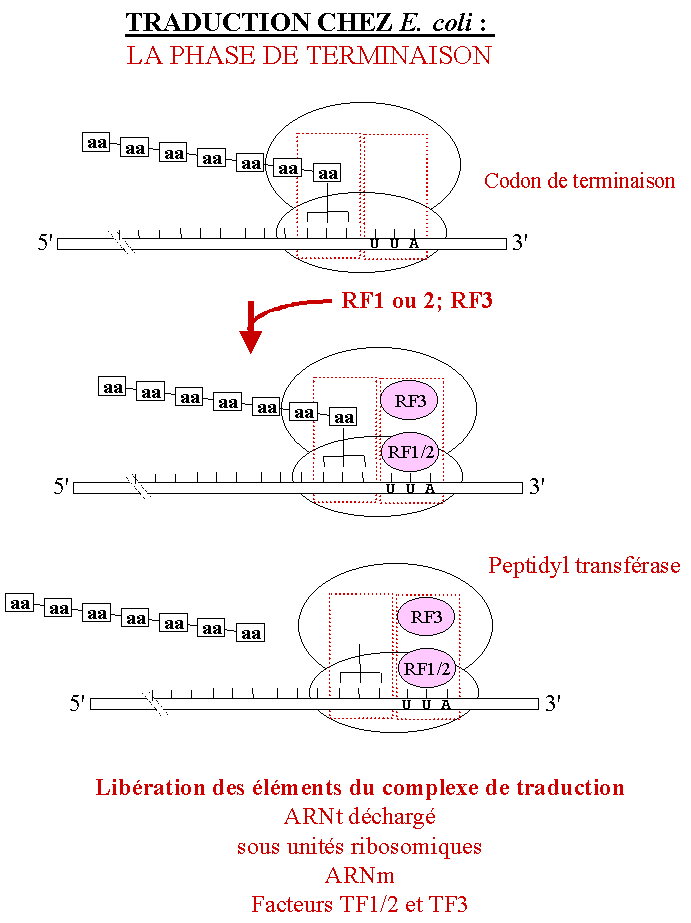 TRANSPARENTS COURS VIII NATURE ET ORGANISATION DU MATERIEL ...